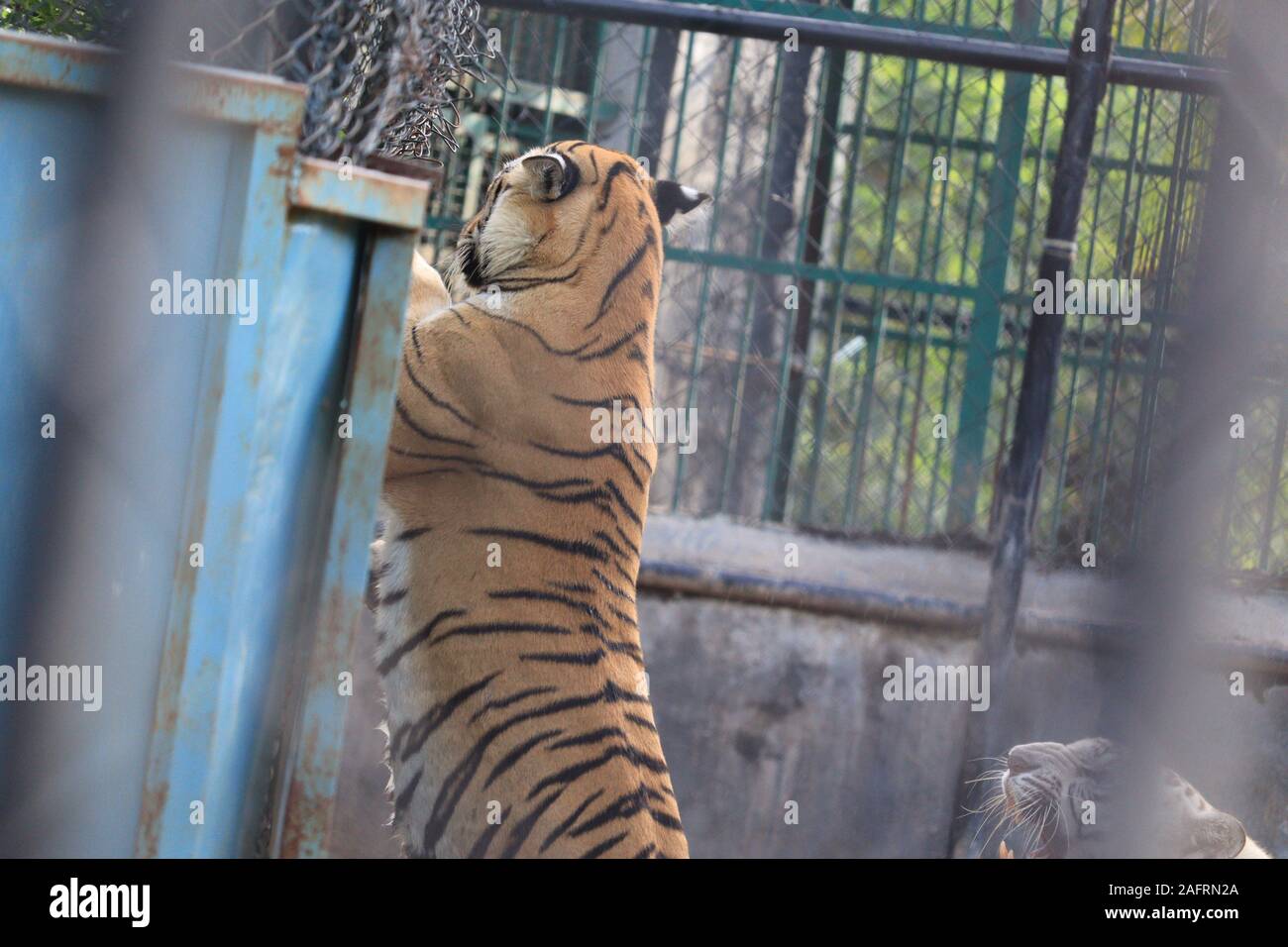 Climbing tiger hi-res stock photography and images - Alamy