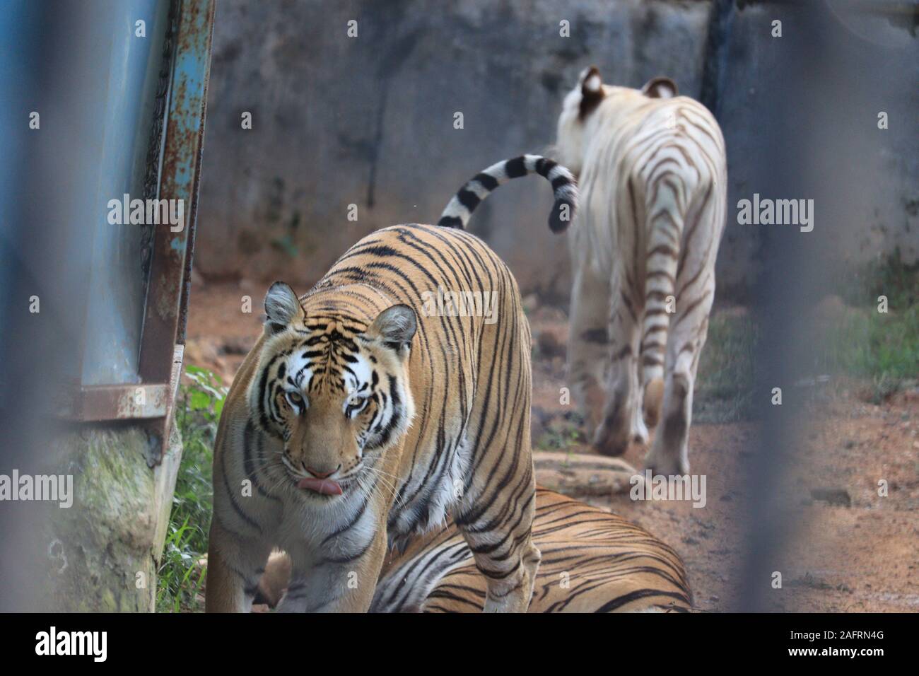 a tiger is climbing the fence to see visitors inside the zoo.white ...