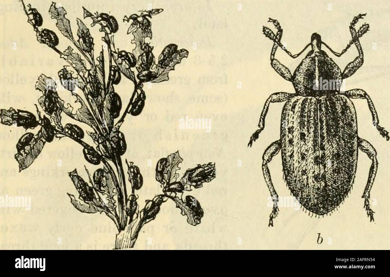 Seed borer hi-res stock photography and images - Alamy