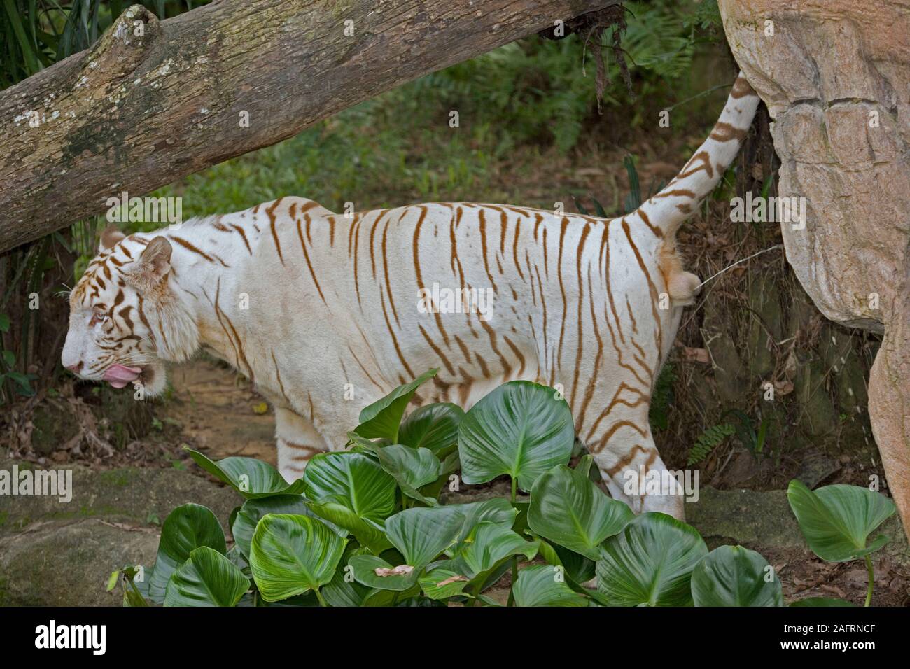 BENGAL TIGER (Panthera tigris). Leucystic animal, territory marking by ...