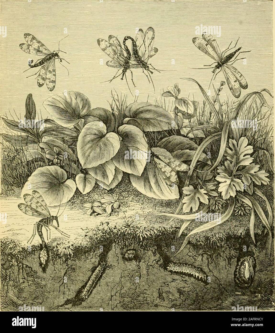 . The transformations (or metamorphoses) of insects (Insecta, Myriapoda ...
