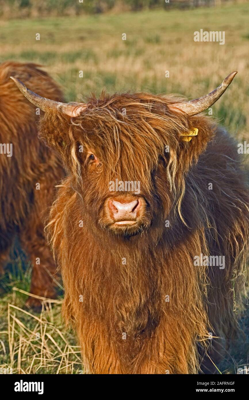 SCOTTISH HIGHLAND steer (Bos taurus). Domestic, beef breed Stock Photo ...