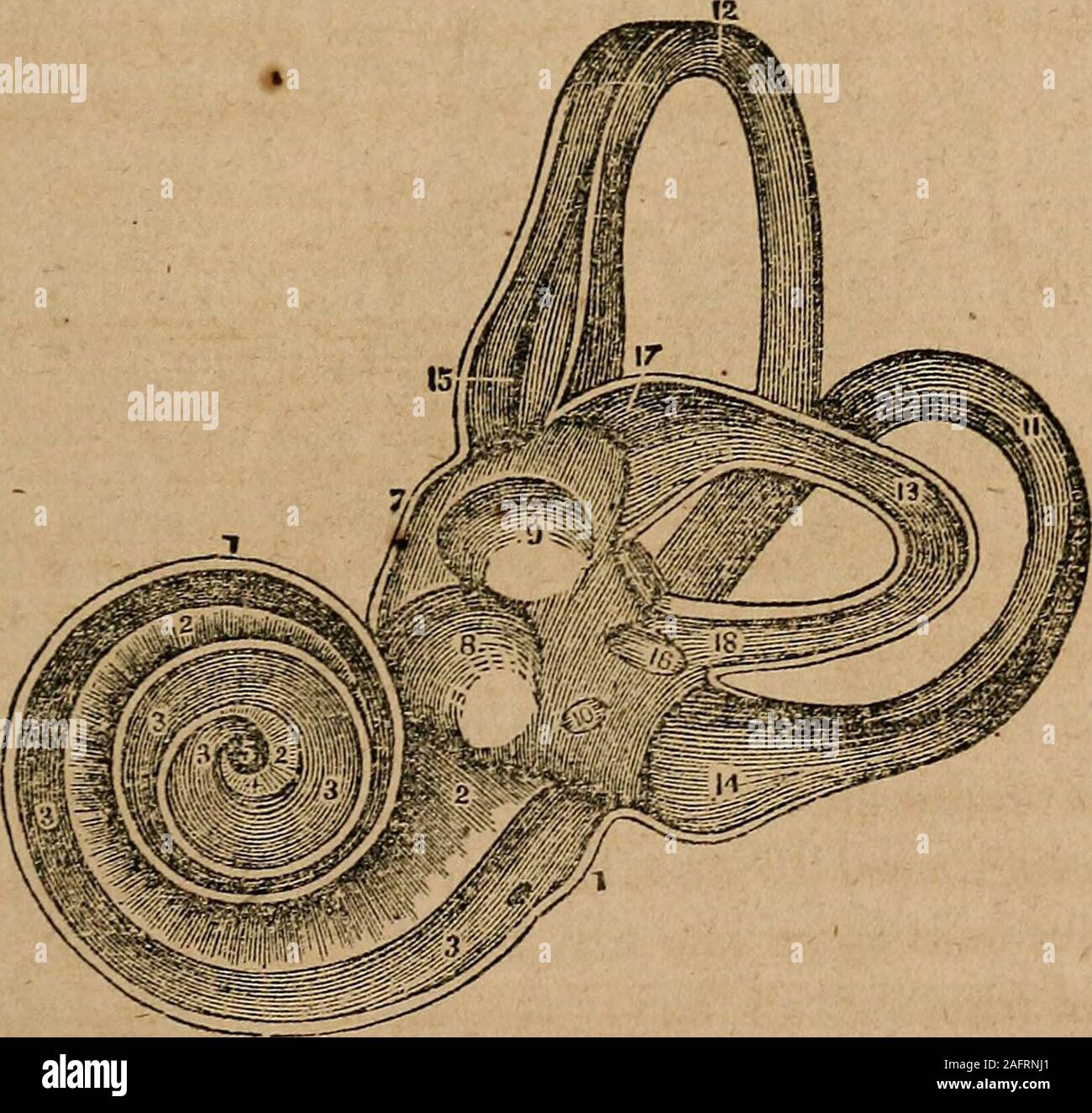 Stapes ear bones hi-res stock photography and images - Alamy