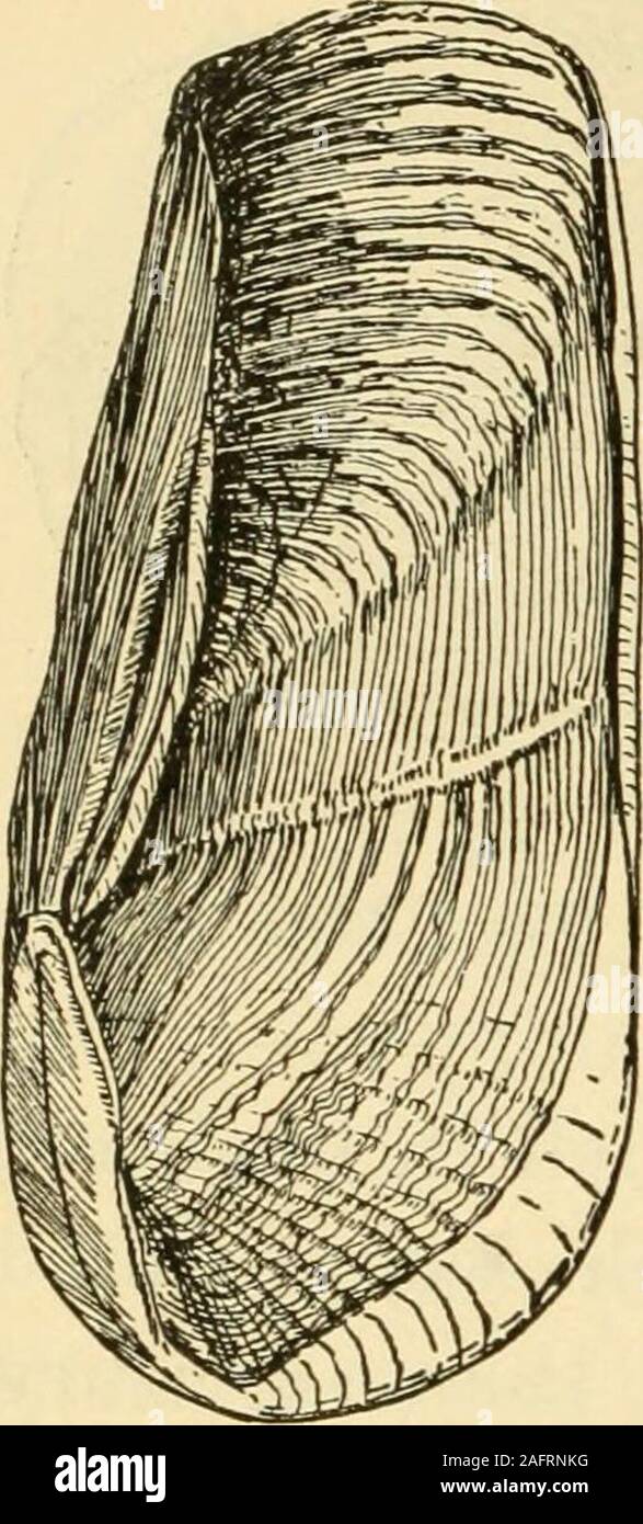 Teredo sea hi-res stock photography and images - Alamy