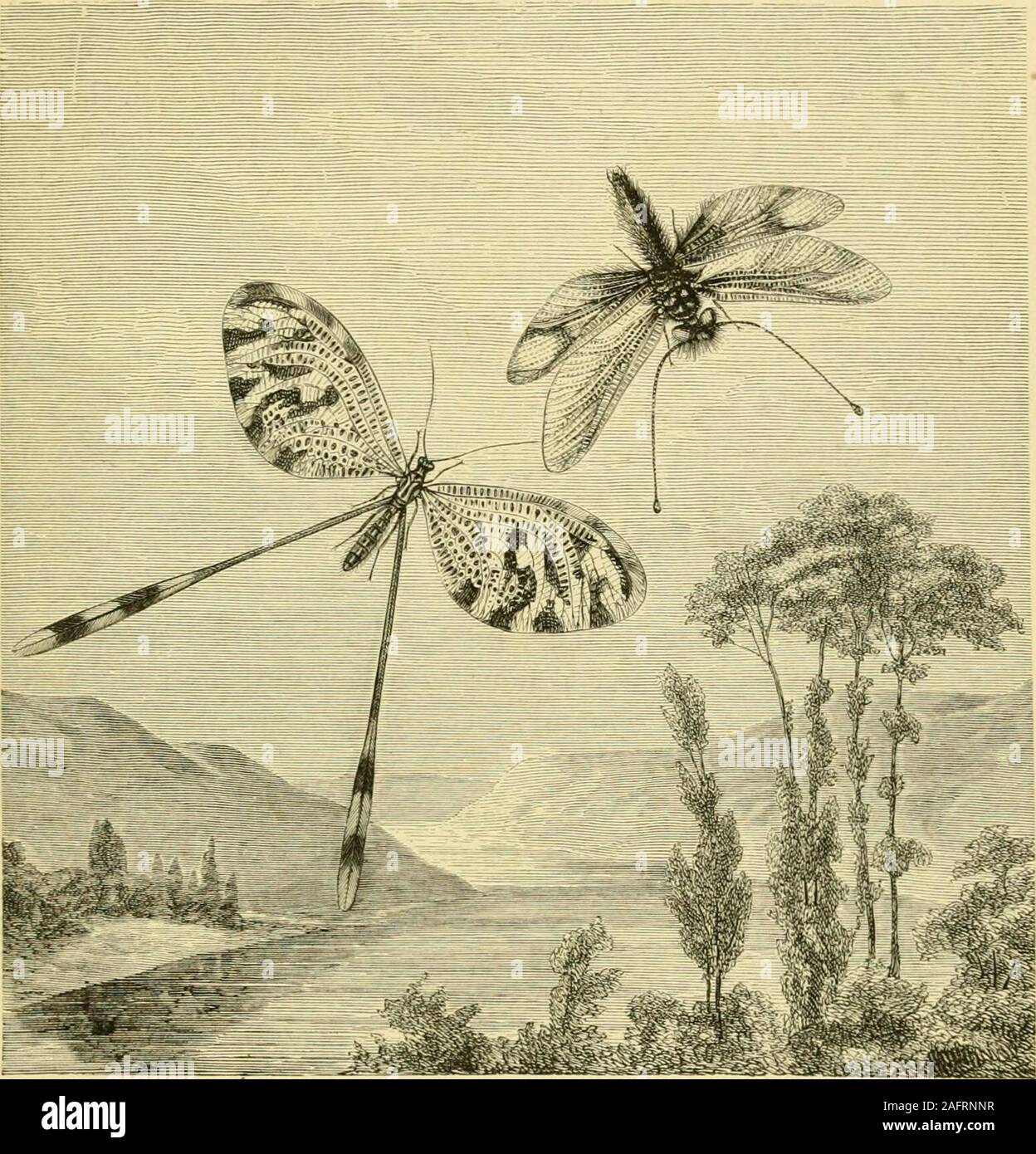 . The transformations (or metamorphoses) of insects (Insecta, Myriapoda ...