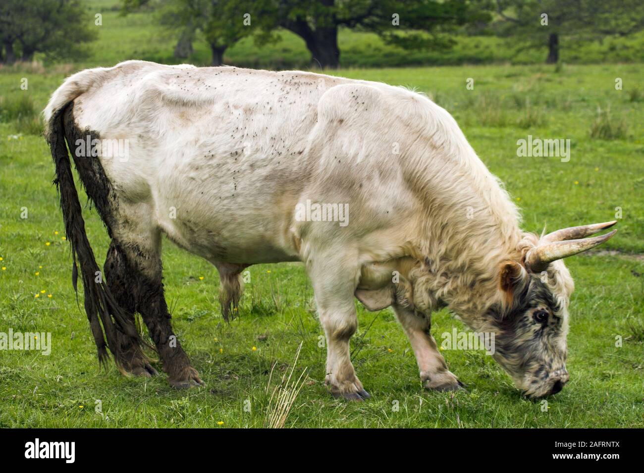 Bos taurus rear view hi-res stock photography and images - Alamy