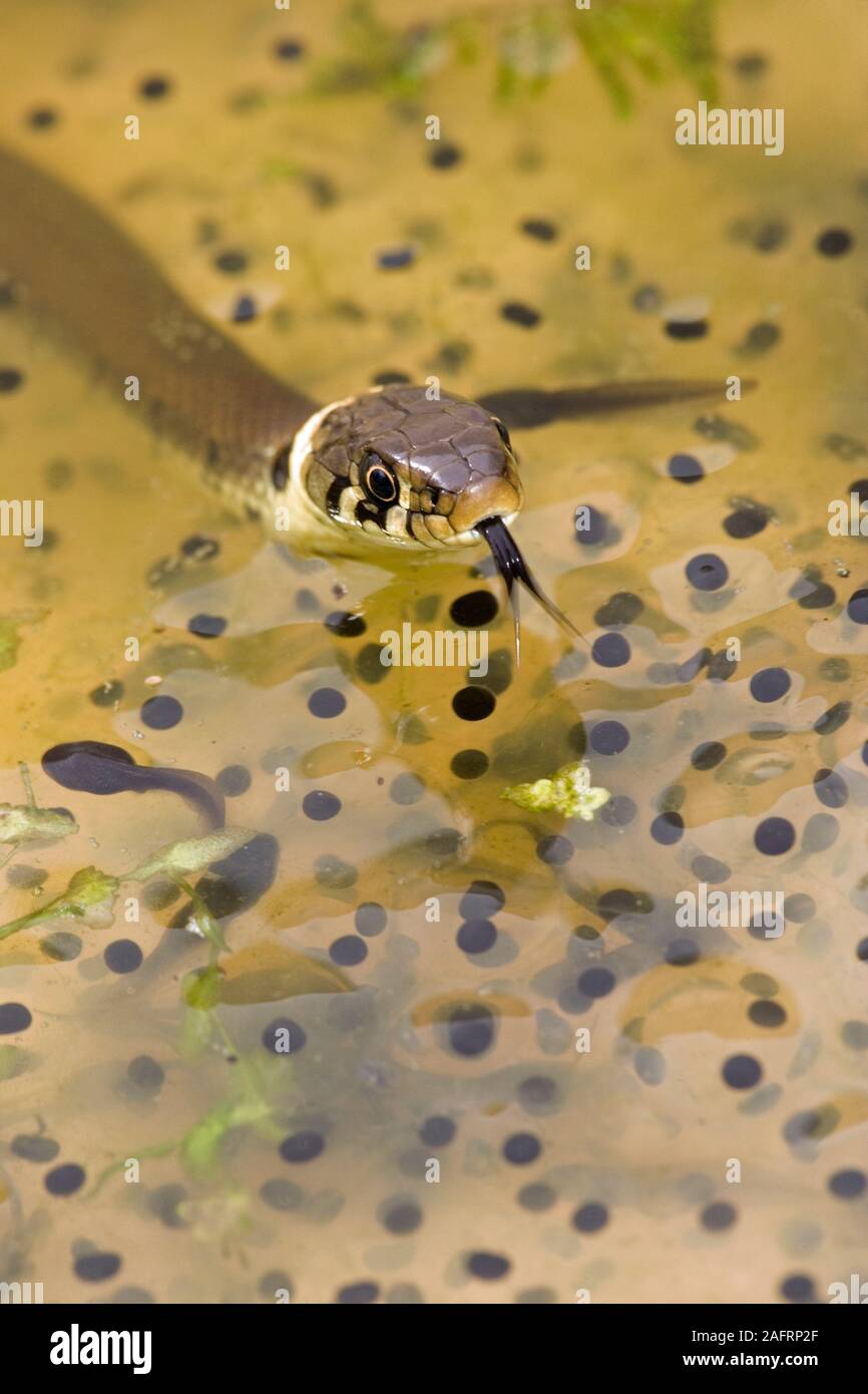 GRASS SNAKE (Natrix natrix). Young snake searching for tadpoles (Rana ...