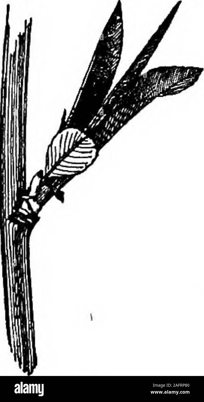 . Lessons with plants. Suggestions for seeing and interpreting some of ...