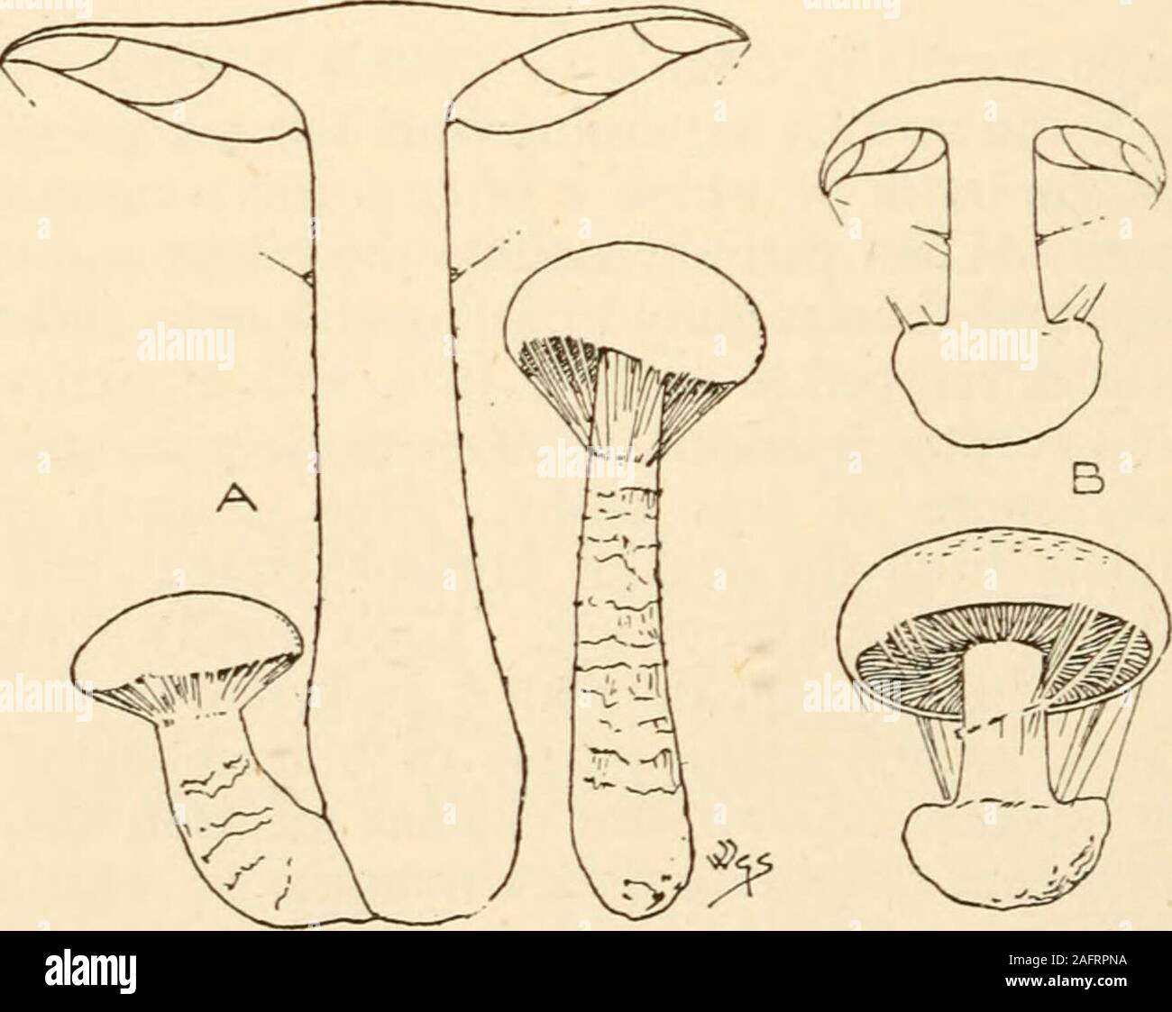 1035 1057 hi-res stock photography and images - Alamy