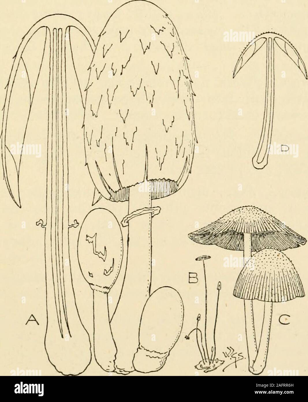 P atomate hi-res stock photography and images - Alamy