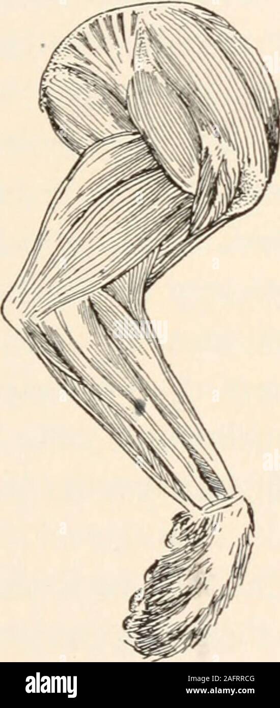 Cat Leg Muscles
