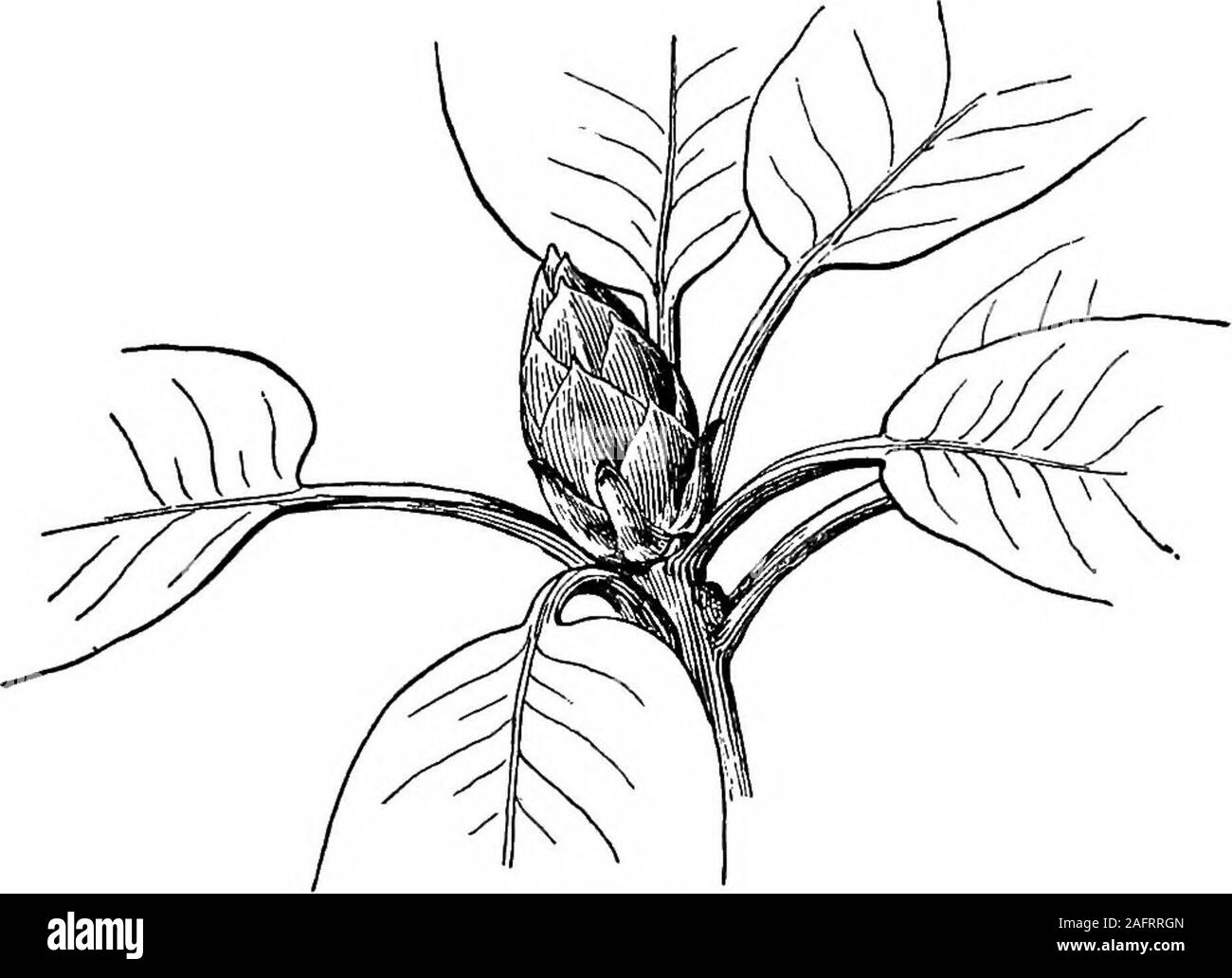 Homology Plant