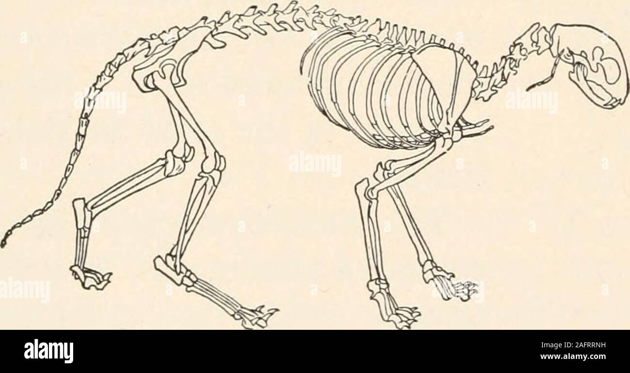 . The animans and man; an elementary textbook of zoology and human ...