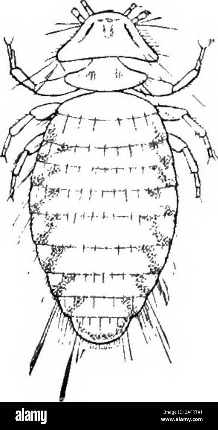 Scurf Cut Out Stock Images & Pictures - Alamy