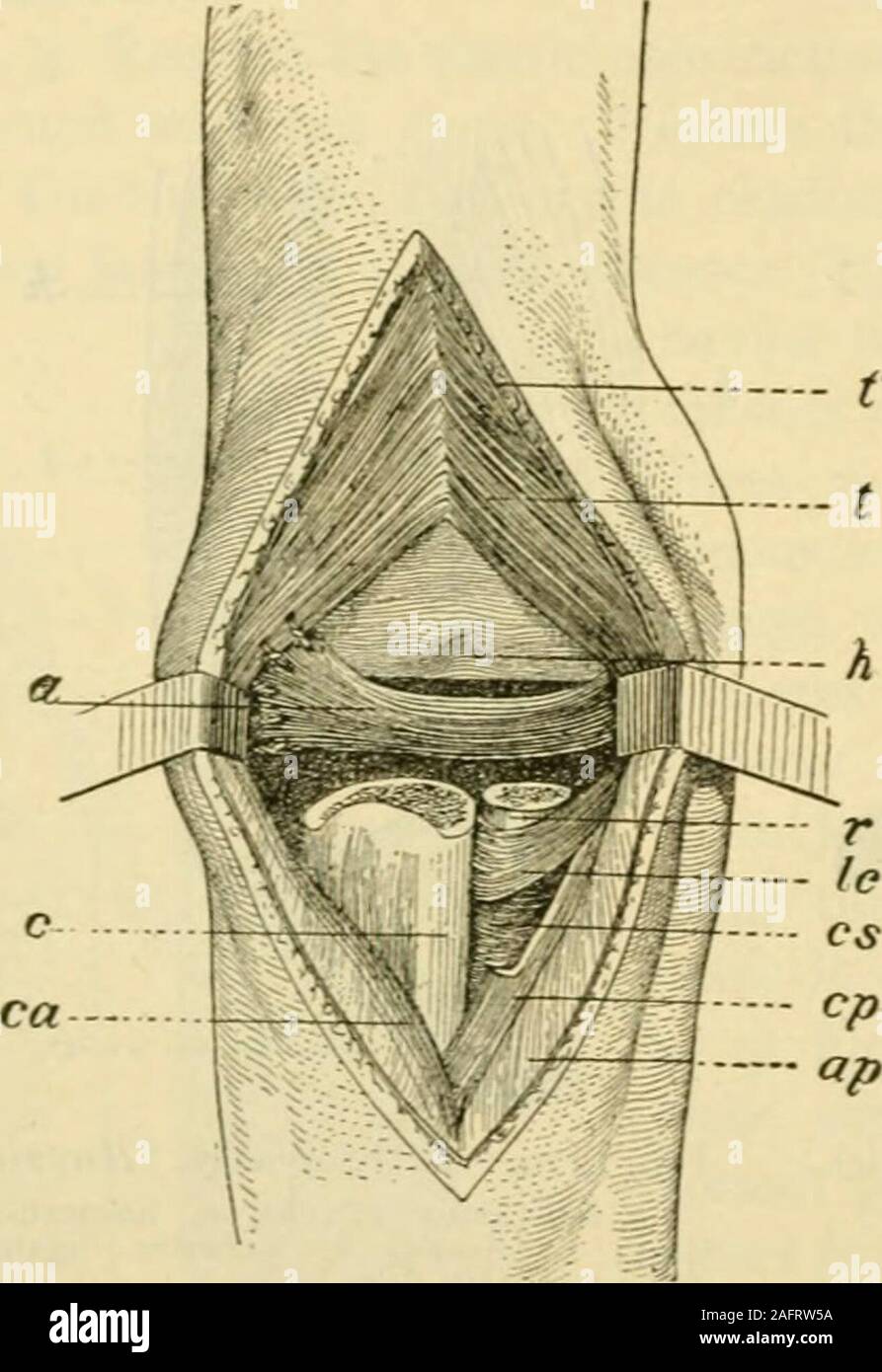 . Manual of operative surgery. berosities. Figure 1381,in conjunction ...