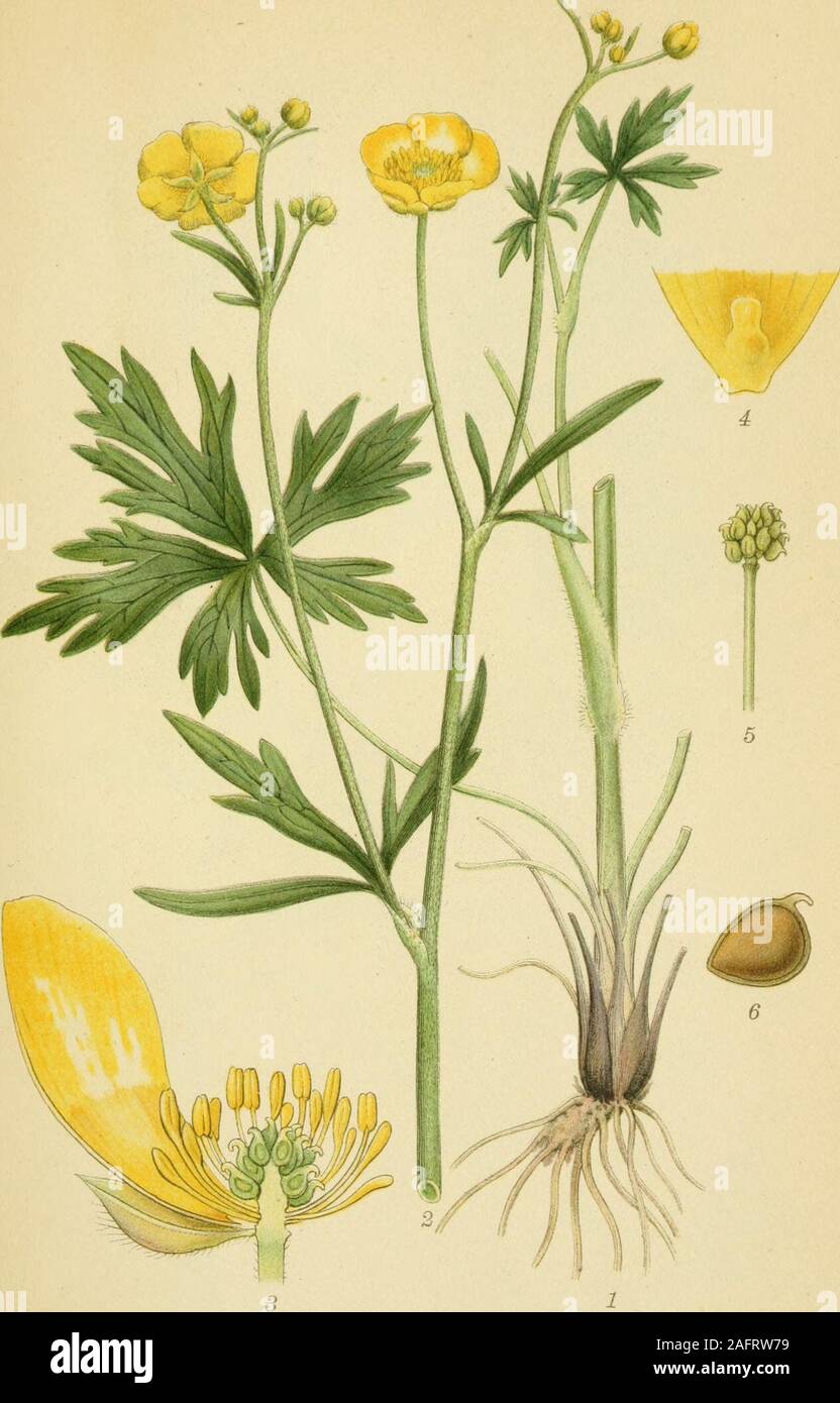 Diapensia hi-res stock photography and images - Alamy