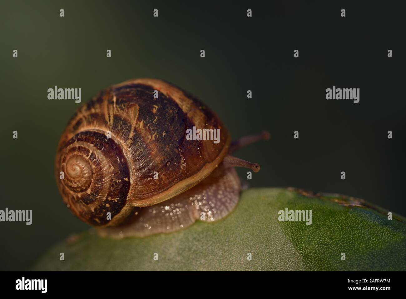 A brown, frightened snail with a snail shell slowly sticks out its ...