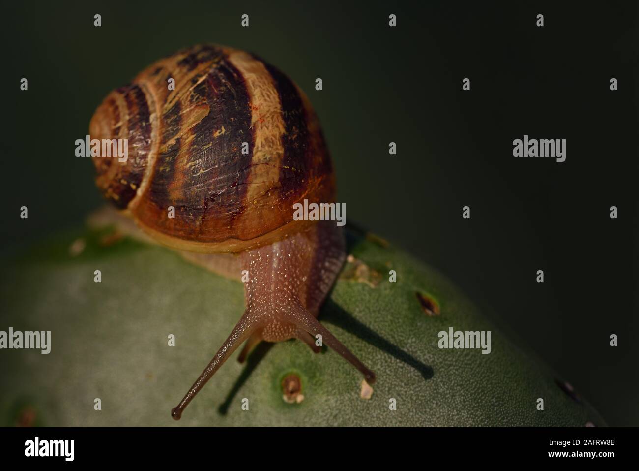 A brown snail with a snail shell crawls slowly and carefully on a green ...