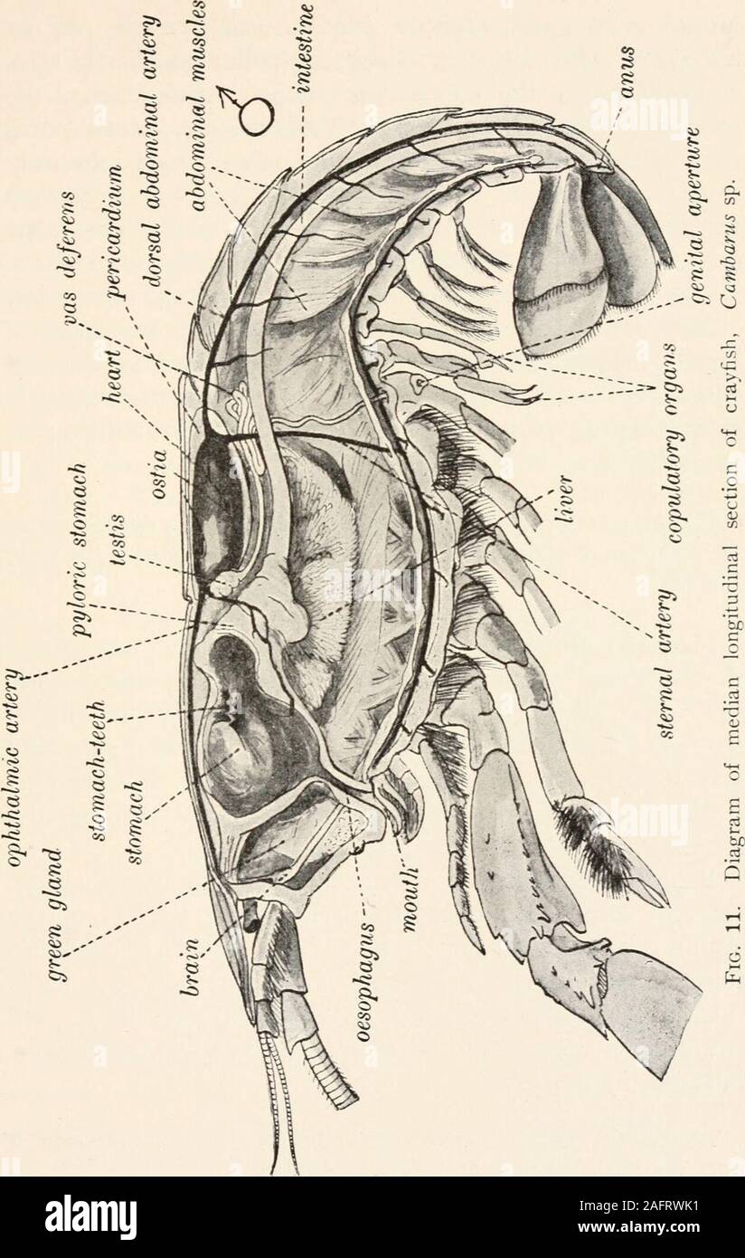 . The animans and man; an elementary textbook of zoology and human ...
