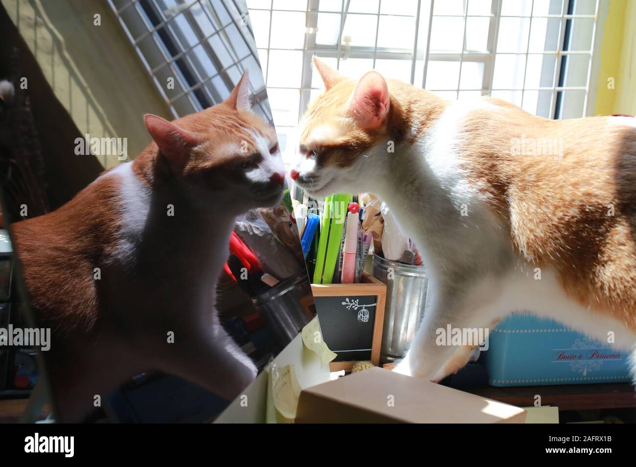 cat look at the mirror / monitor Stock Photo - Alamy