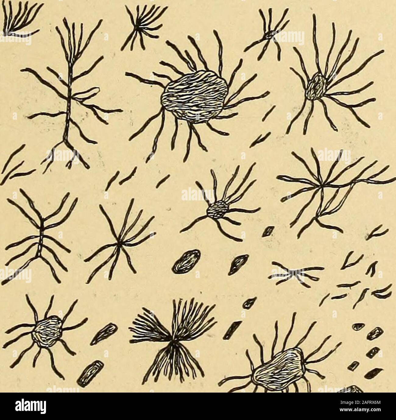 . Urinary analysis and diagnosis by microscopical and chemical ...