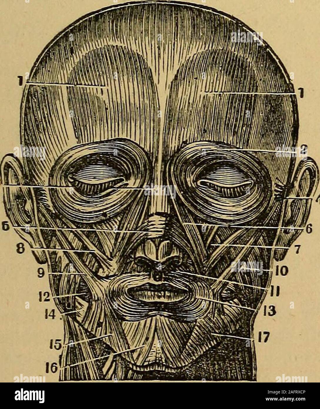 Left eye method hi-res stock photography and images - Alamy