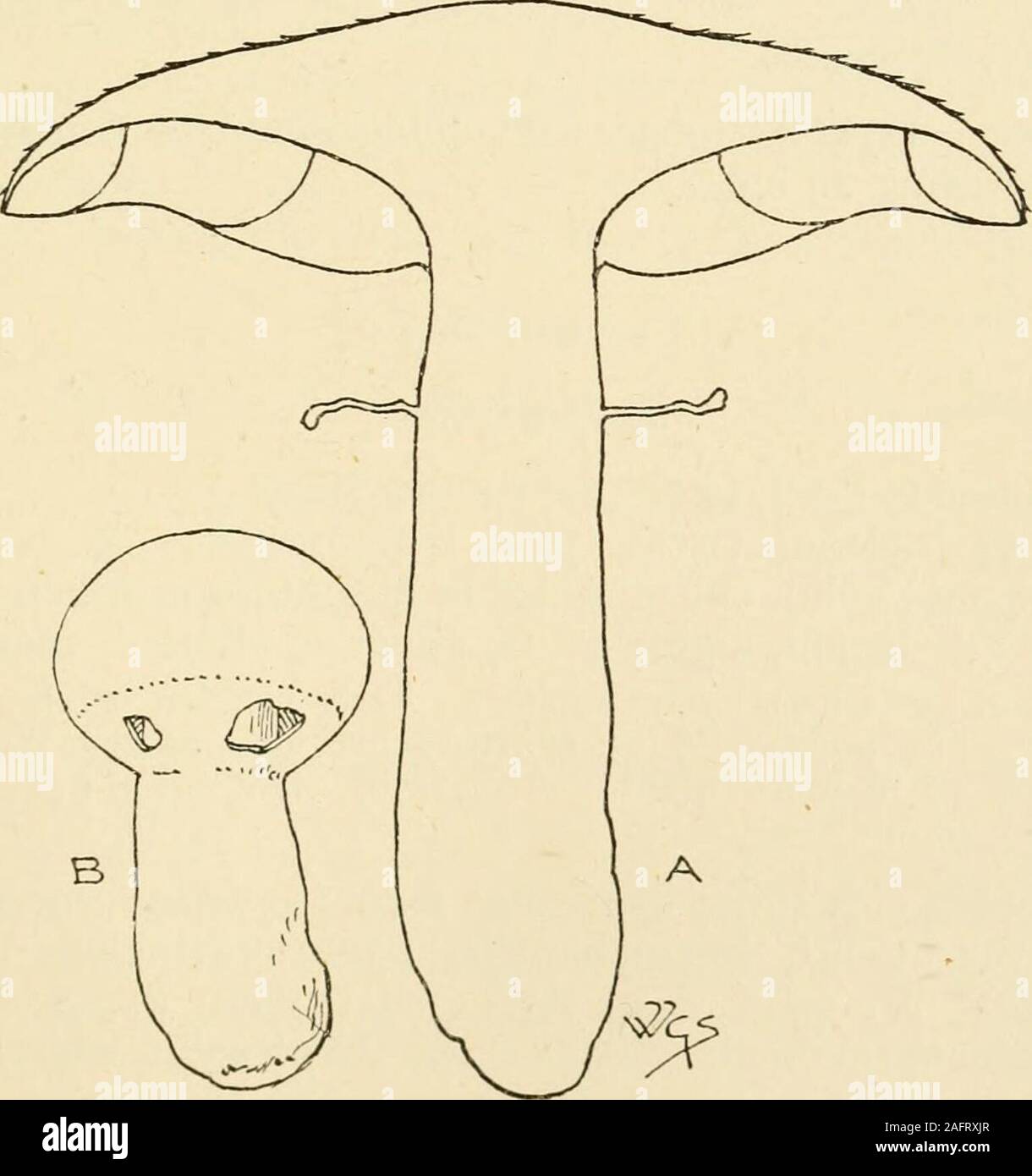 Gill sticks hi-res stock photography and images - Alamy