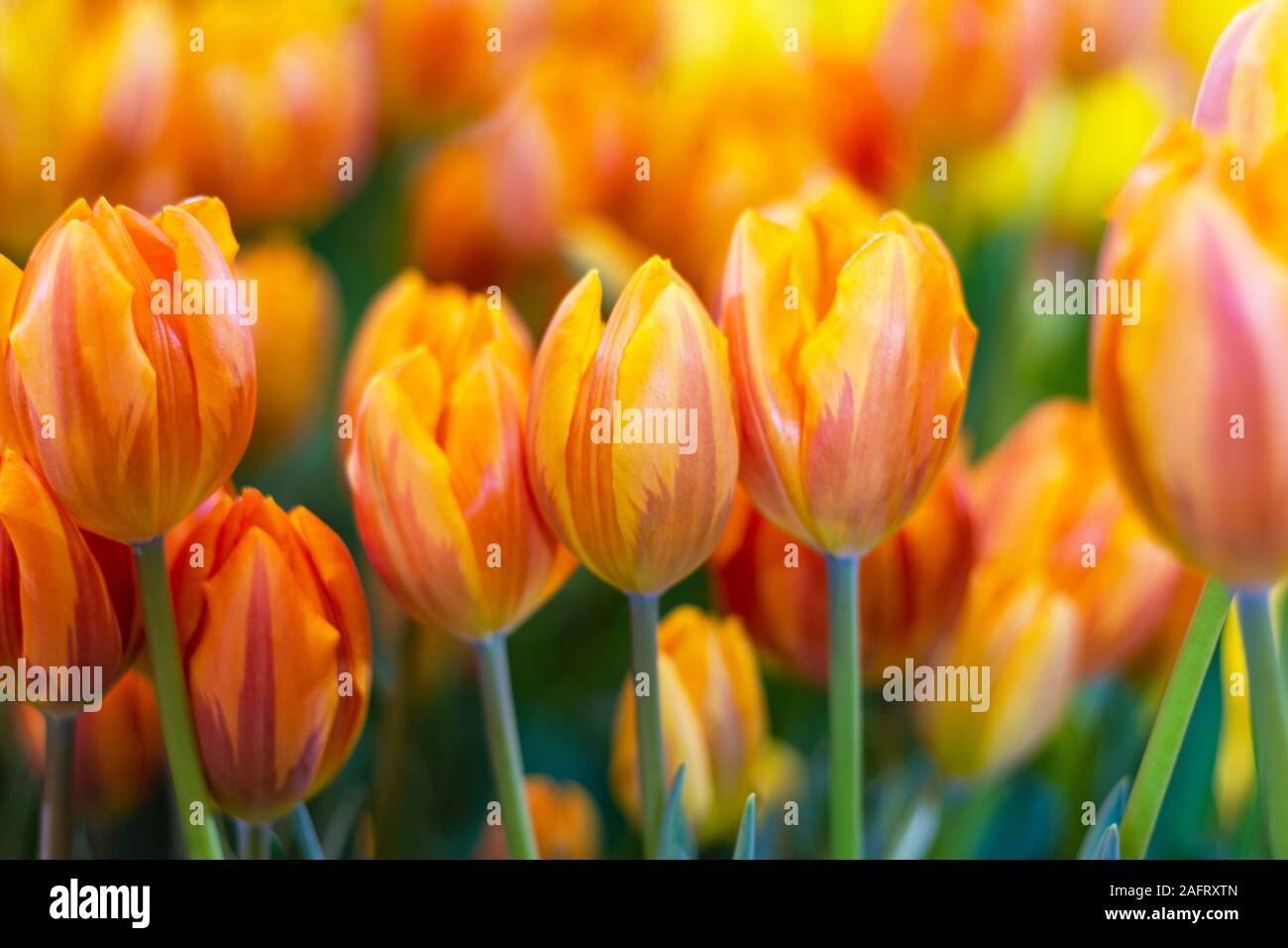 yellows tulips flower, beautifuly flower in garden plant, tulip spring ...