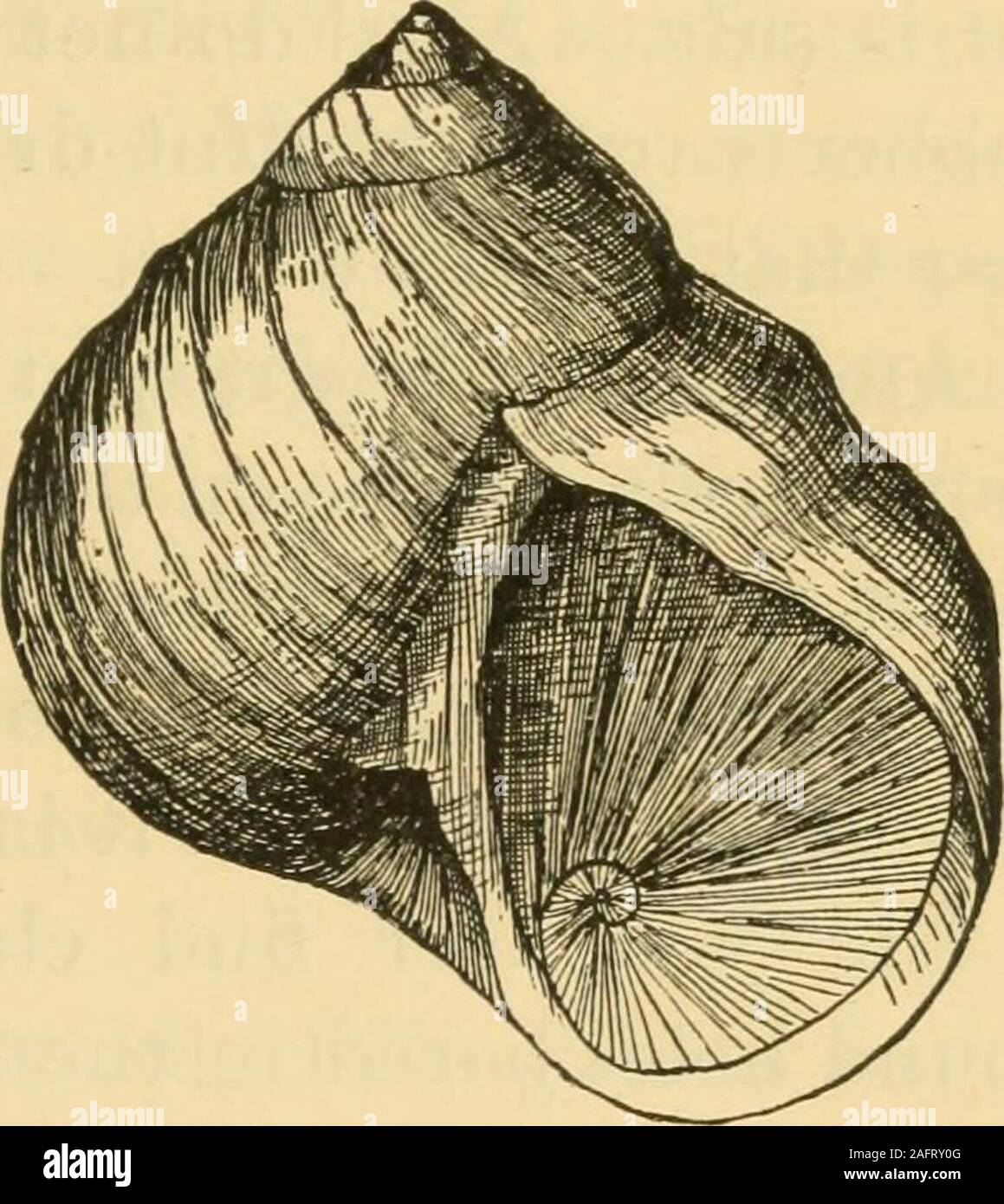 Shells with names hi-res stock photography and images - Alamy