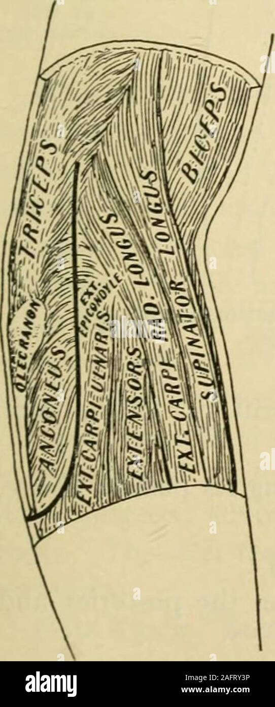 . Manual of operative surgery. the upper end of theincision, penetrate ...