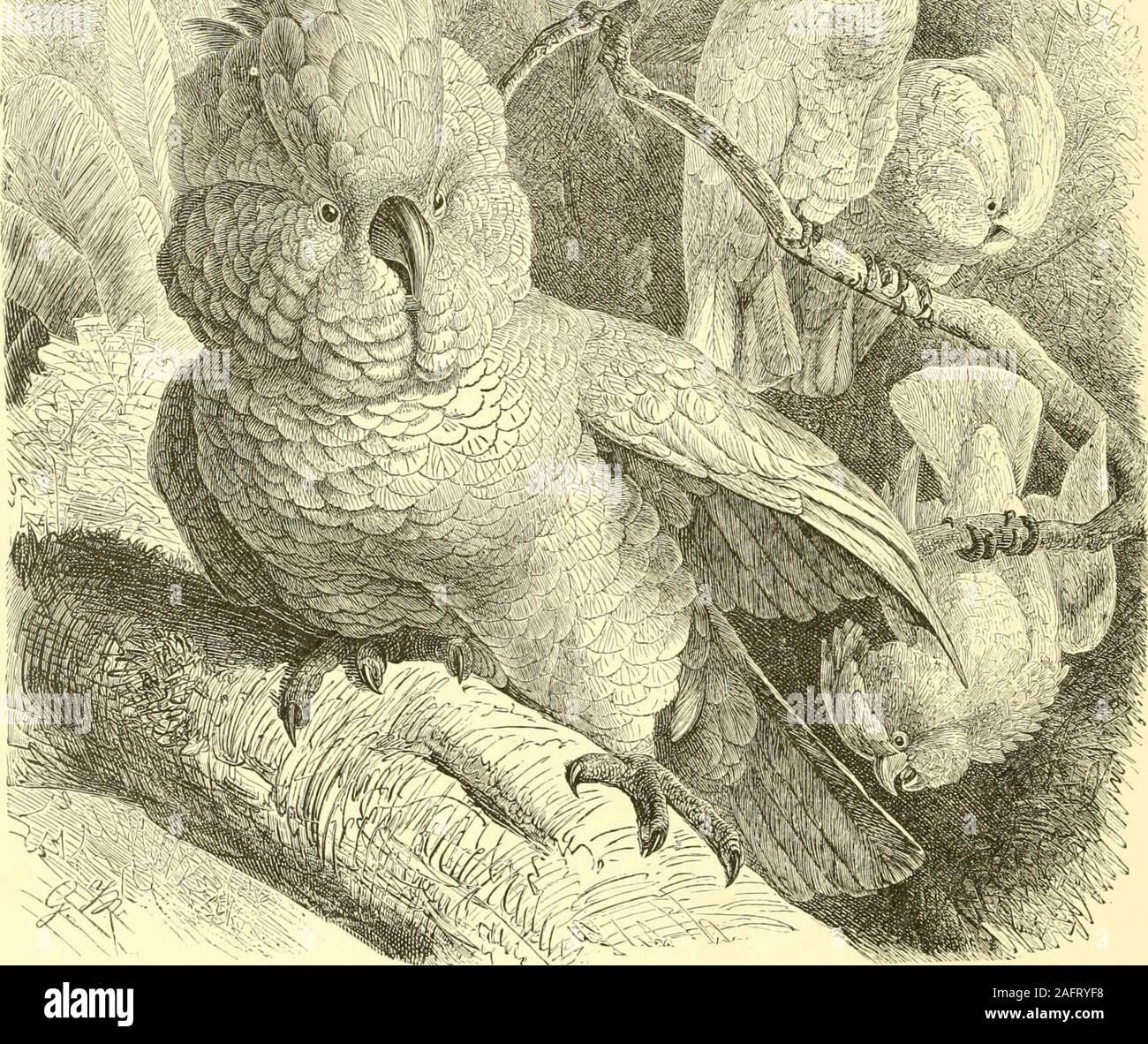 Blood stained cockatoo hi-res stock photography and images - Alamy
