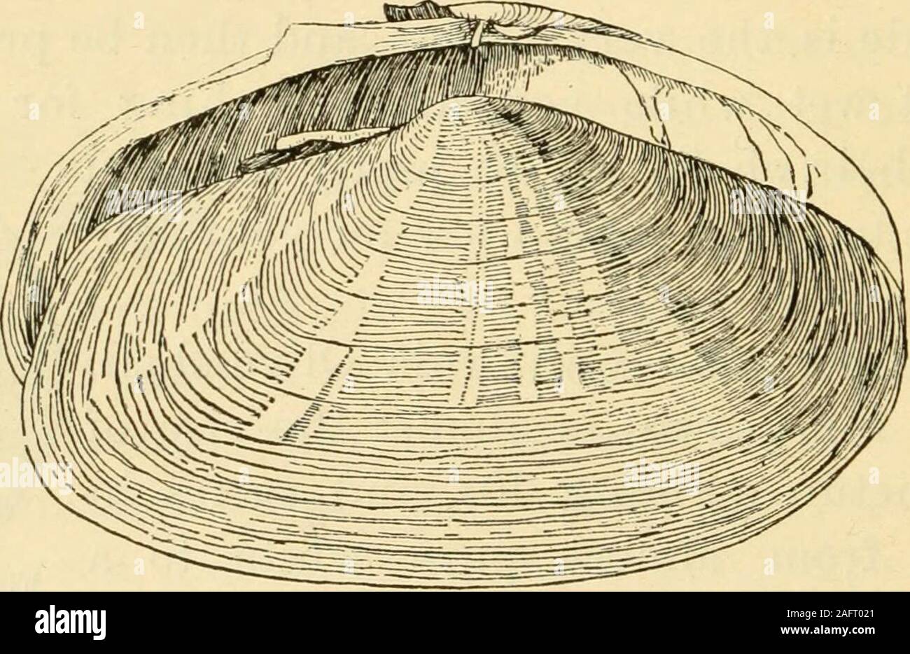 Tent olive shell hi-res stock photography and images - Alamy