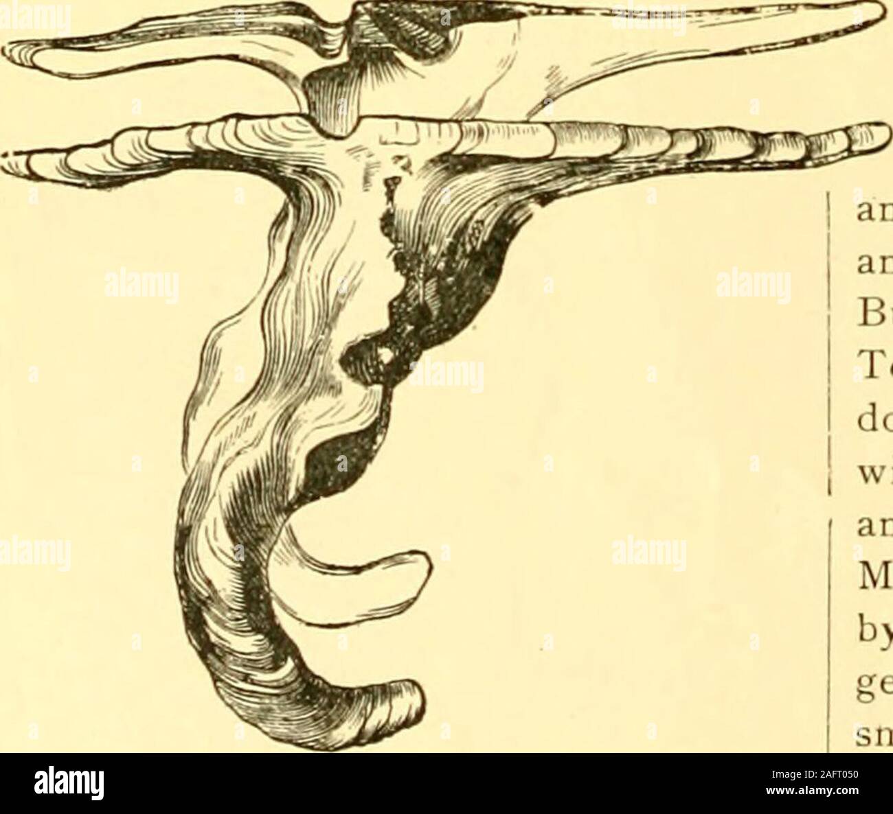 Spondylus thorny oyster shell hi-res stock photography and images - Alamy