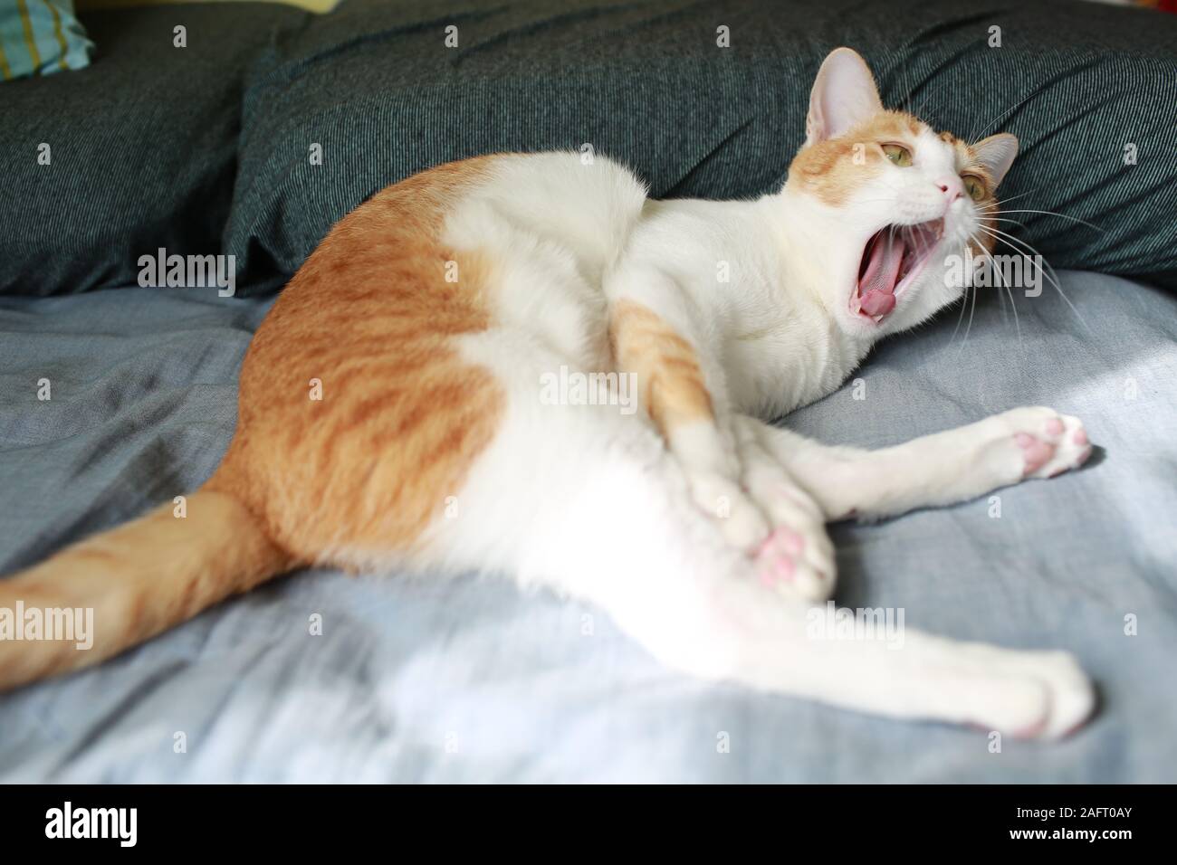 Bored cat hi-res stock photography and images - Alamy