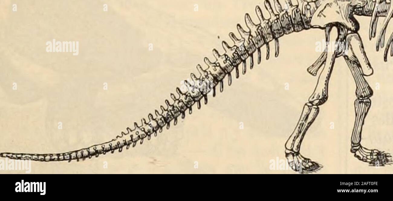 Laosaurus High Resolution Stock Photography and Images - Alamy