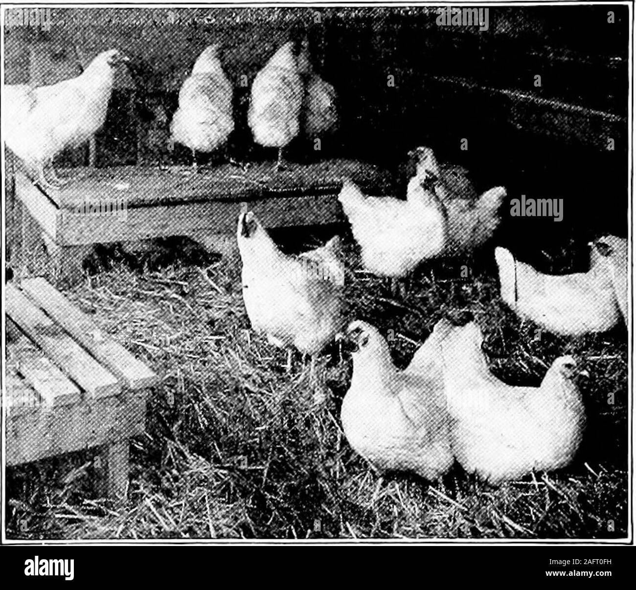 H is for hen Black and White Stock Photos & Images - Alamy