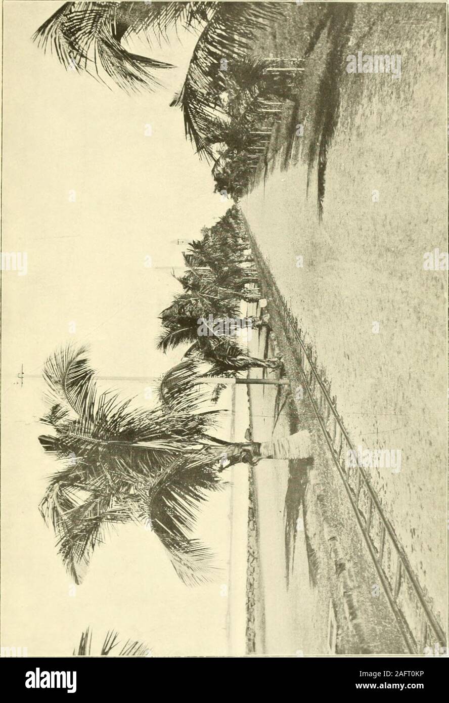 . Special report of Captain George P. Ahern ... in charge of Forestry ...