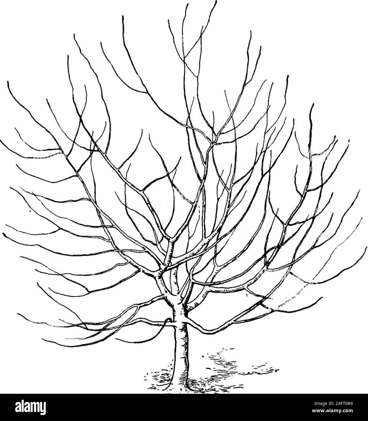 Growths in plants Black and White Stock Photos & Images - Alamy