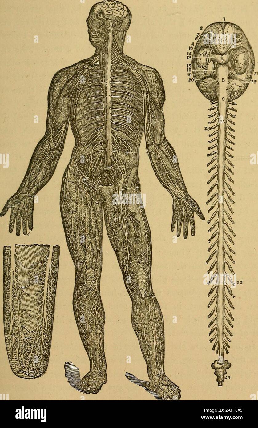 . They are not dead : Restoration by the "heat method," of those ...