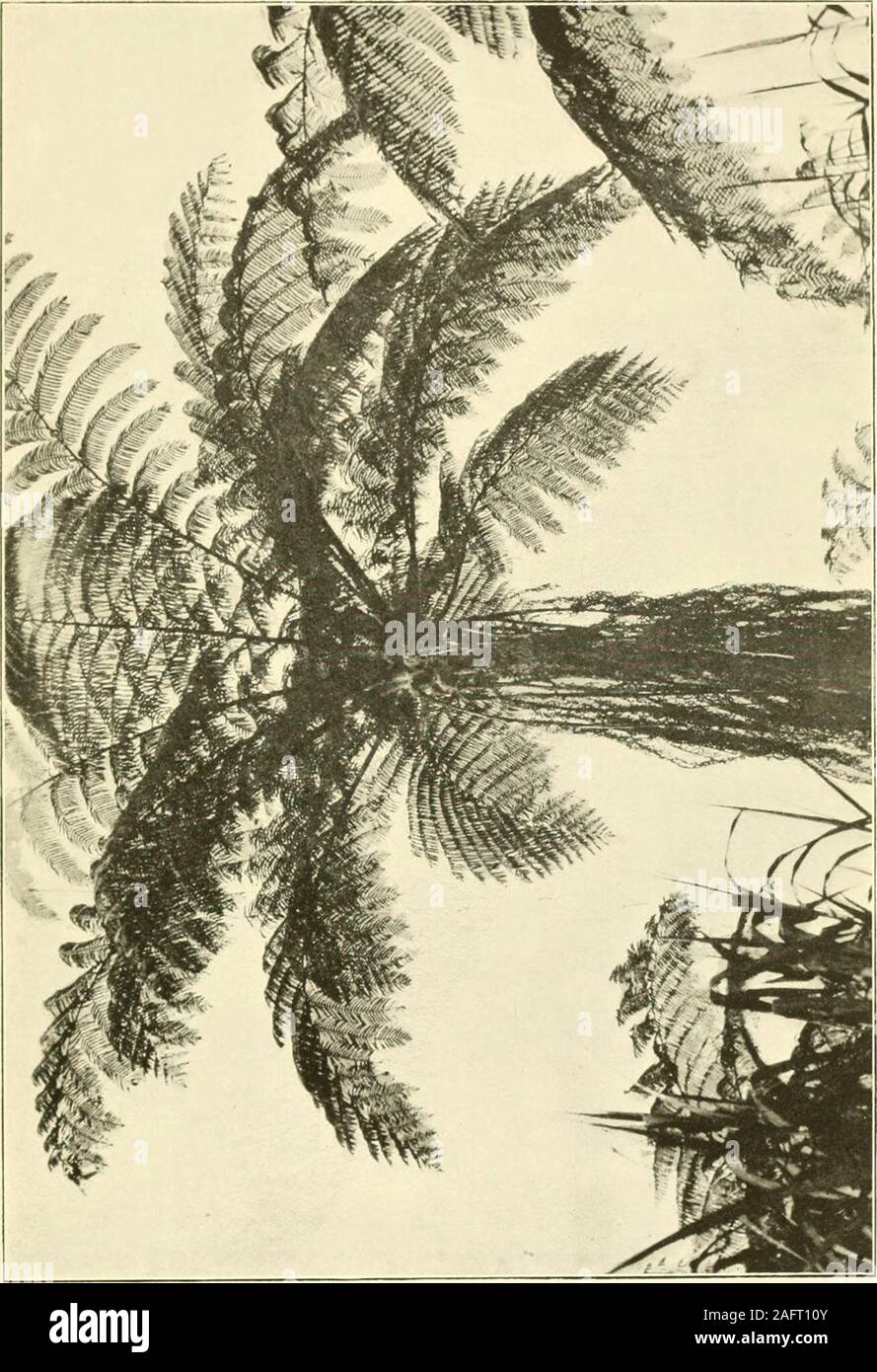 . Special report of Captain George P. Ahern ... in charge of Forestry ...