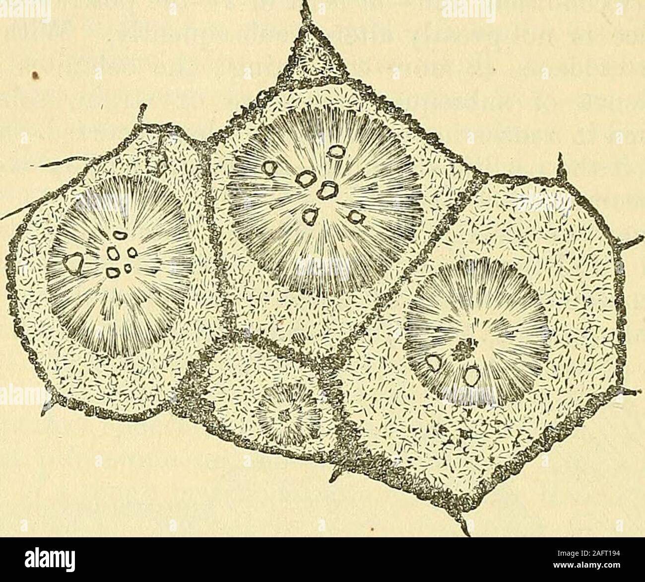 Geological Magazine Tion Of The Larger Crystals Of Felspar And Some