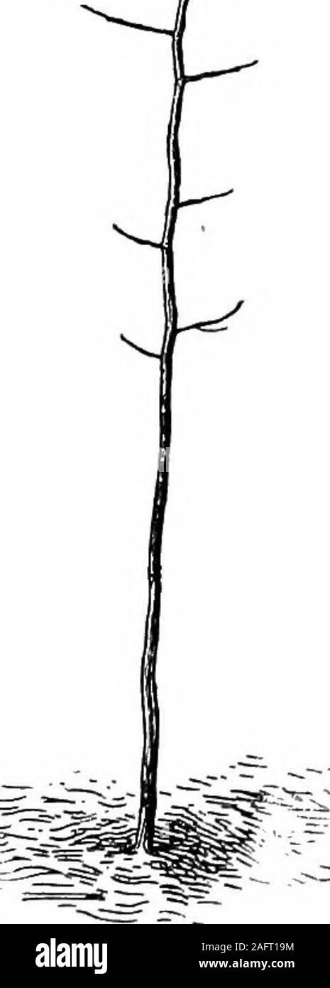 . Lessons with plants. Suggestions for seeing and interpreting some of ...