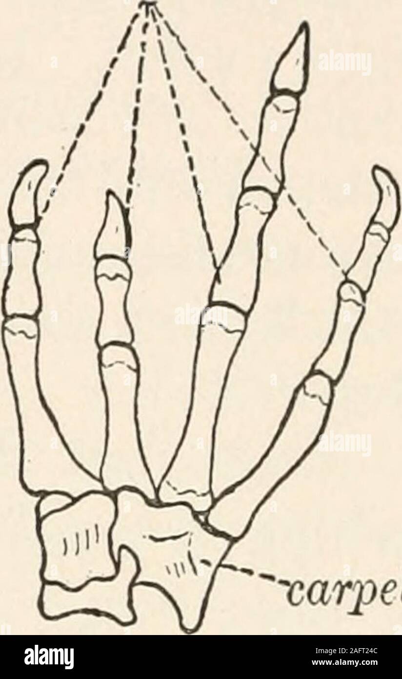 . The animans and man; an elementary textbook of zoology and human ...