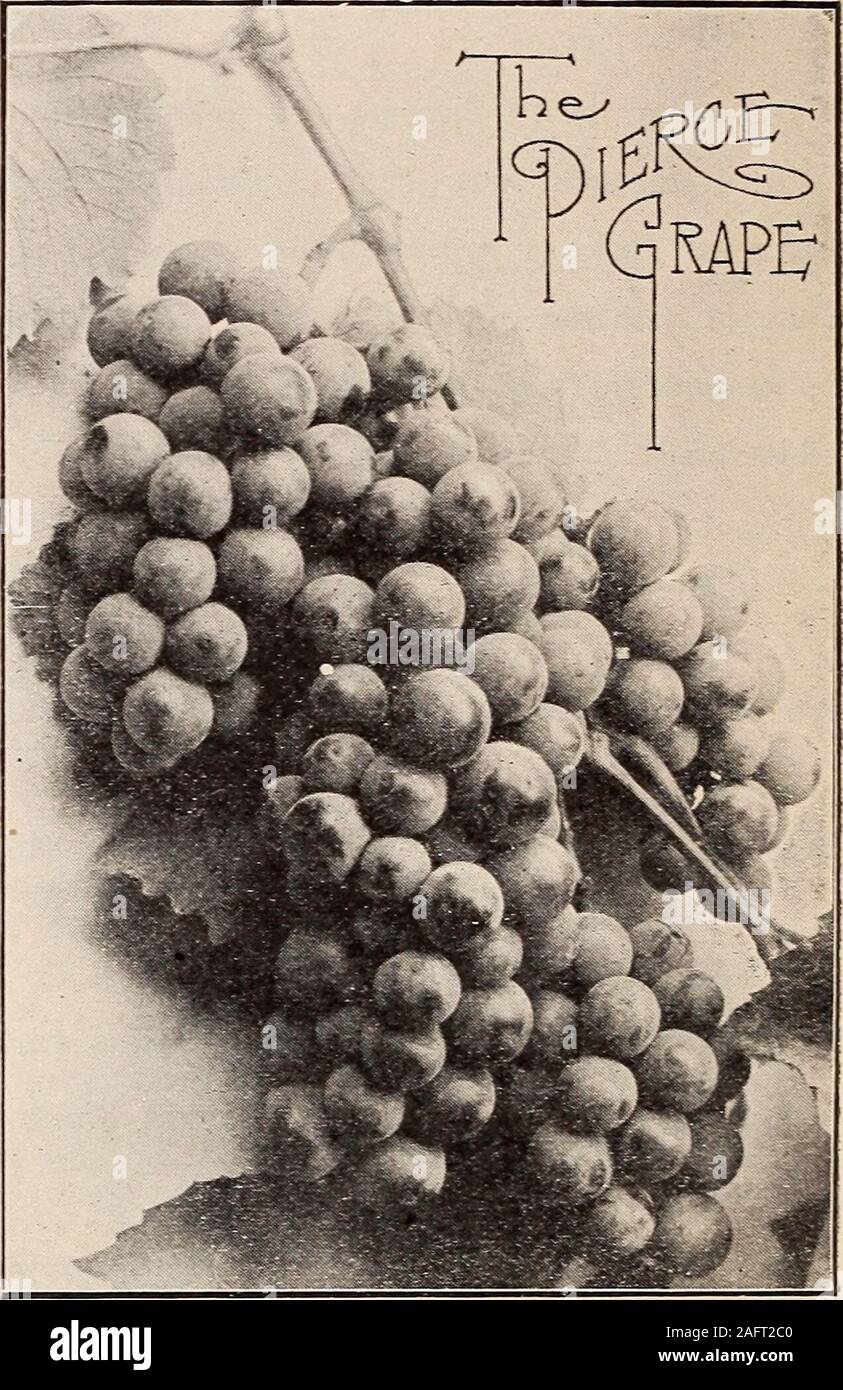 Golden muscat grape hi-res stock photography and images - Alamy