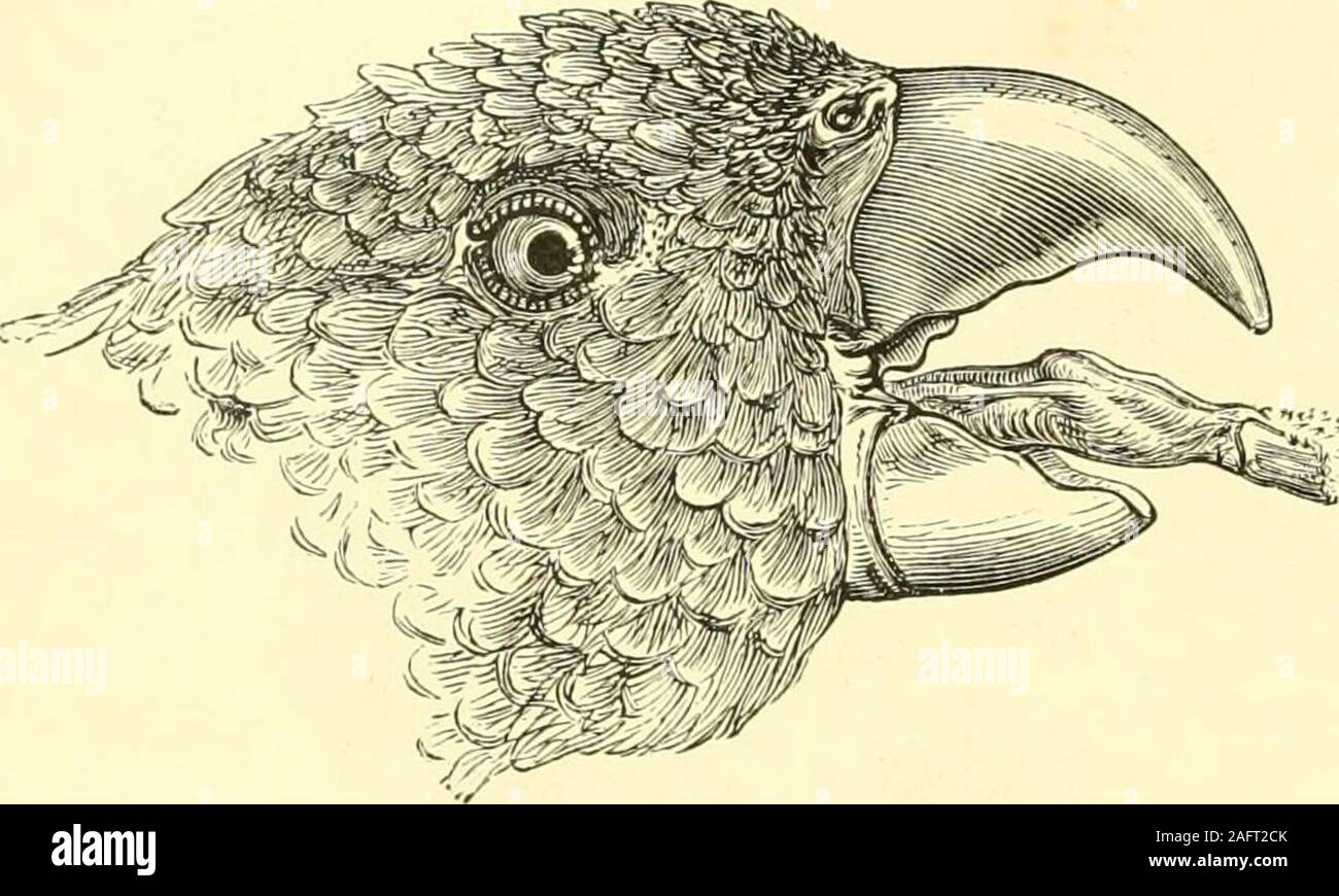 Lory tongue hi-res stock photography and images - Alamy