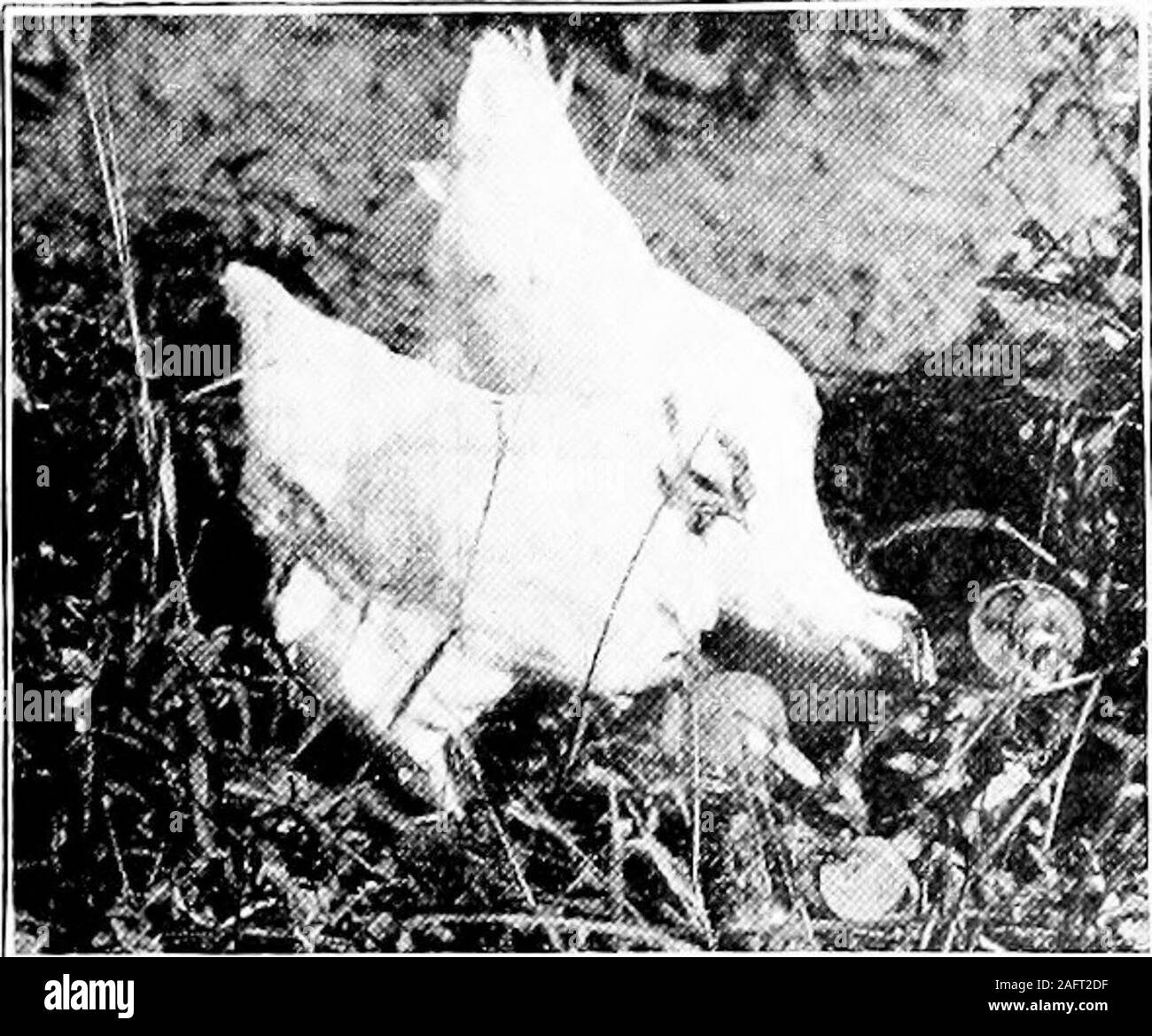 . Poultry for the farm and home. HENS ARE A NUISANCE IF WE DONT PRO ...