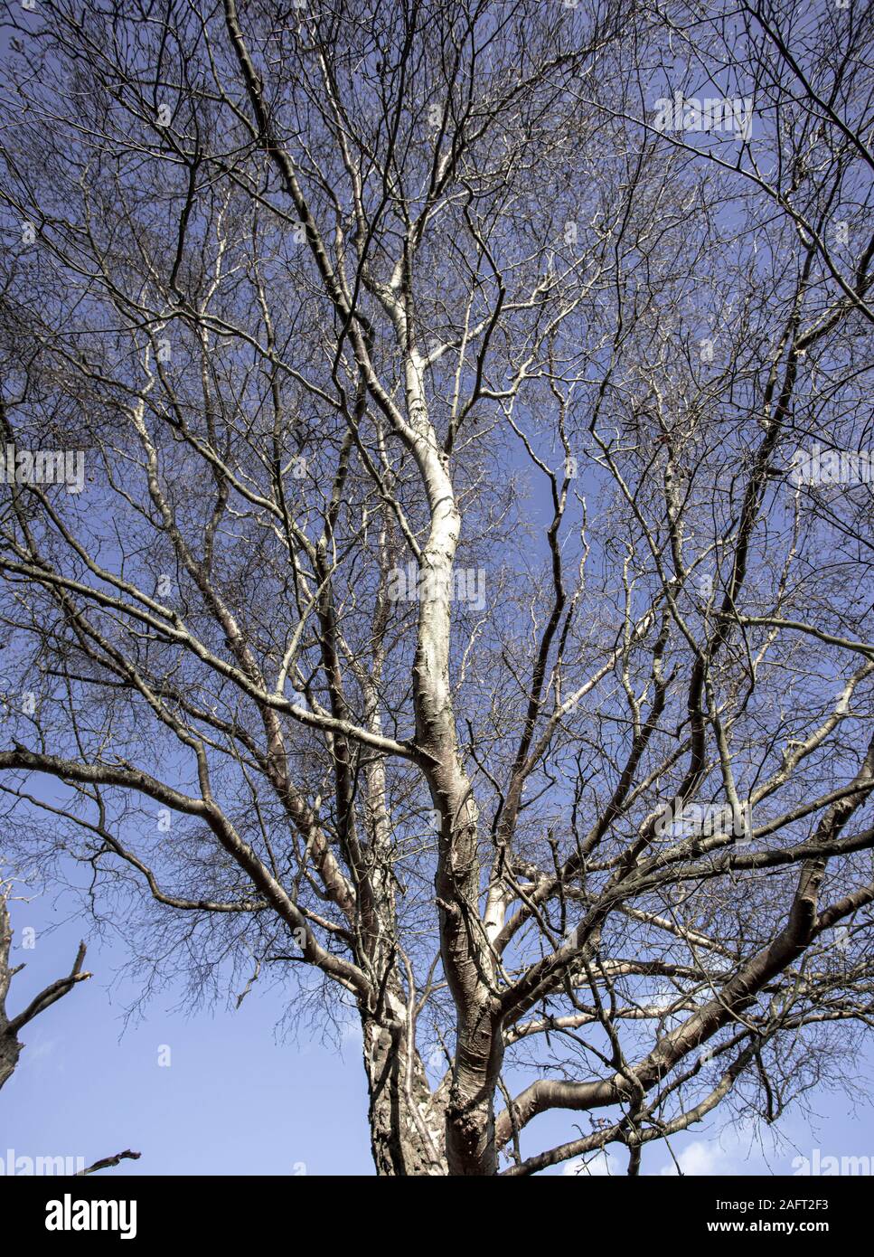 Birch tree winter silhouette hi-res stock photography and images - Alamy