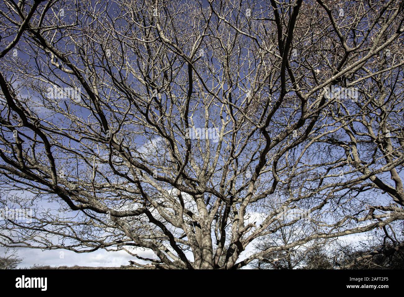 Old birch in morning hi-res stock photography and images - Alamy