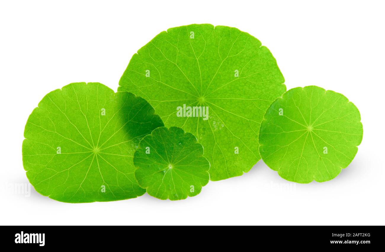 Ayurveda herbal medicine Cut Out Stock Images & Pictures - Alamy