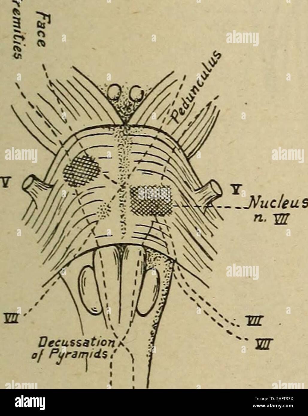 Plegia hi-res stock photography and images - Alamy